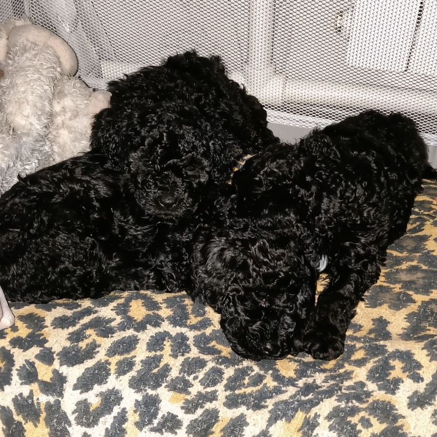 Карликовый пудель, щенок