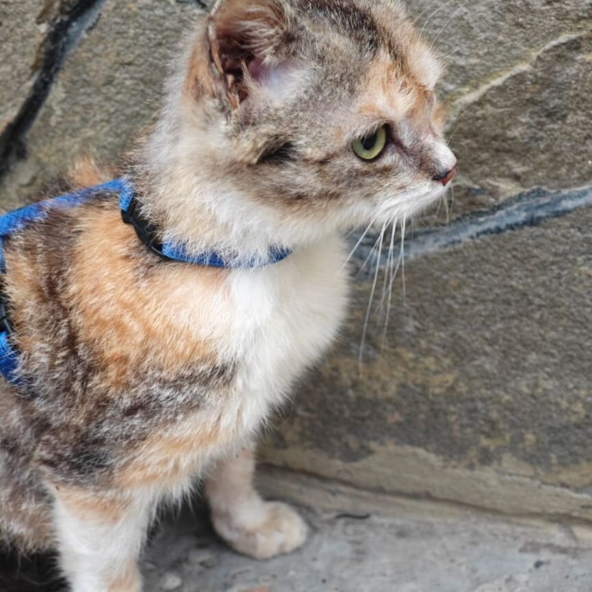 Котенок ищет свою семью