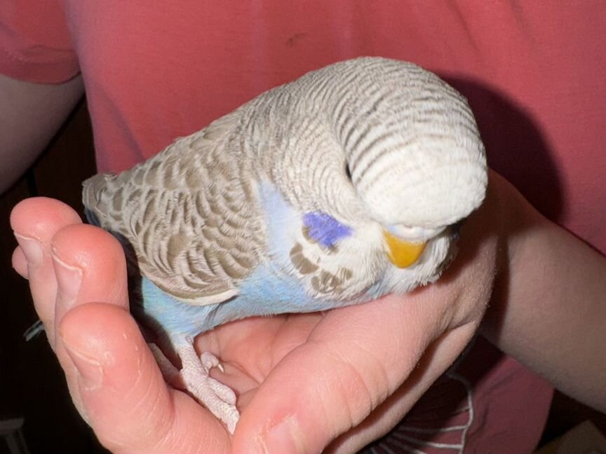 Птенец волнистый попугай чех