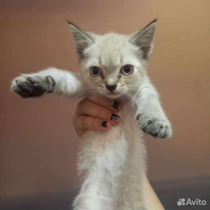 Недовольный котёнок бесплатно