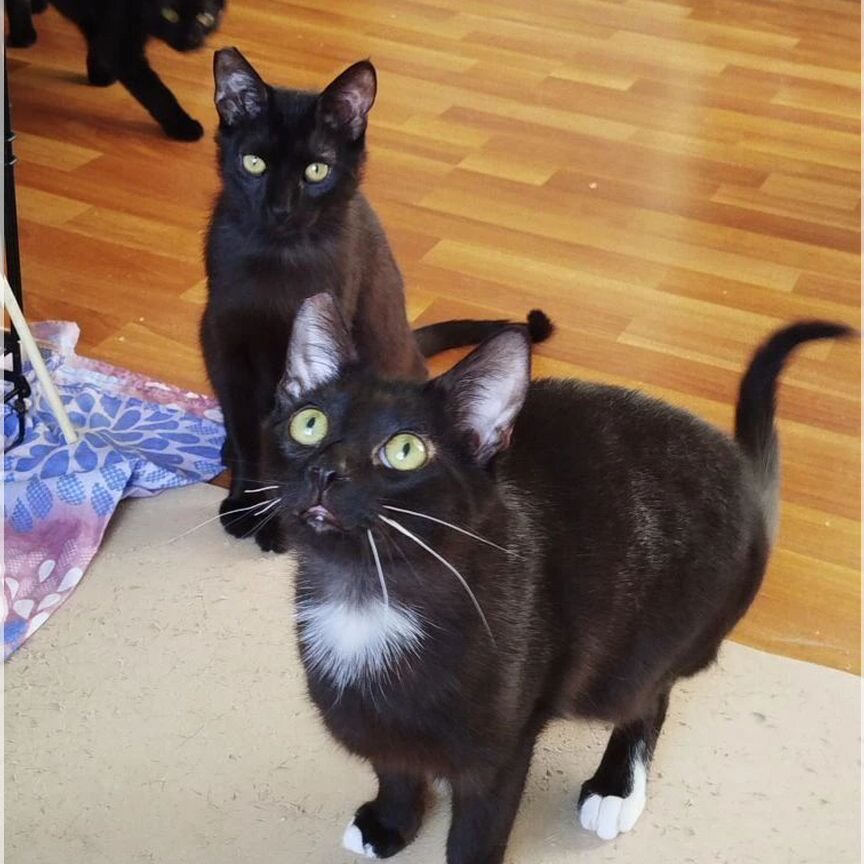 Взрослый кот в добрые руки