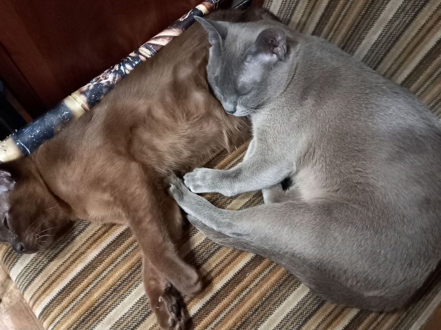 Бурманская кошка в разведение