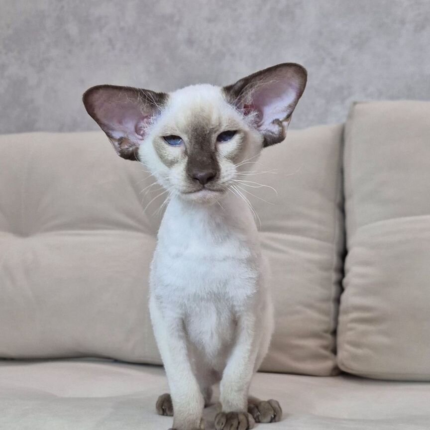 Ориентальный экстримальный