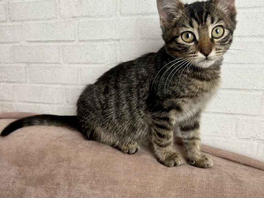 Ей некуда идти, котенок девочка в срочном поиске