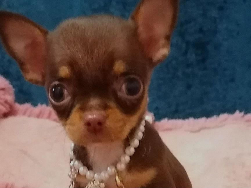 Чихуахуа с РКФ