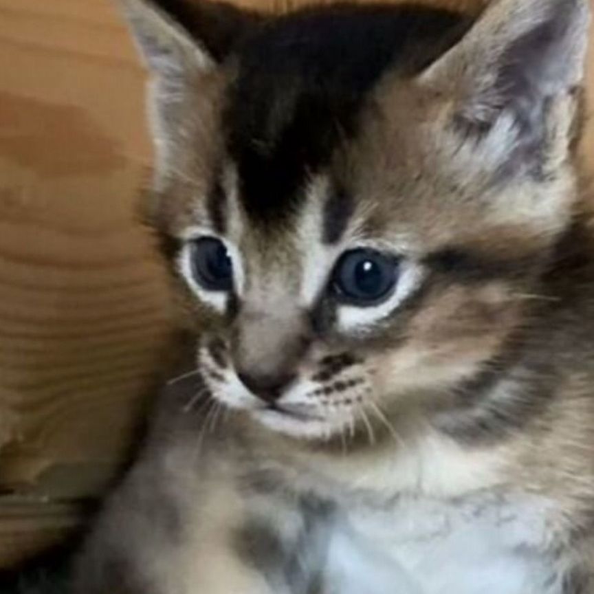 Котята