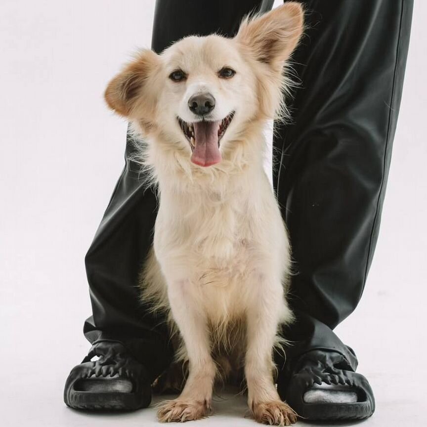 Взрослый пёс в добрые руки