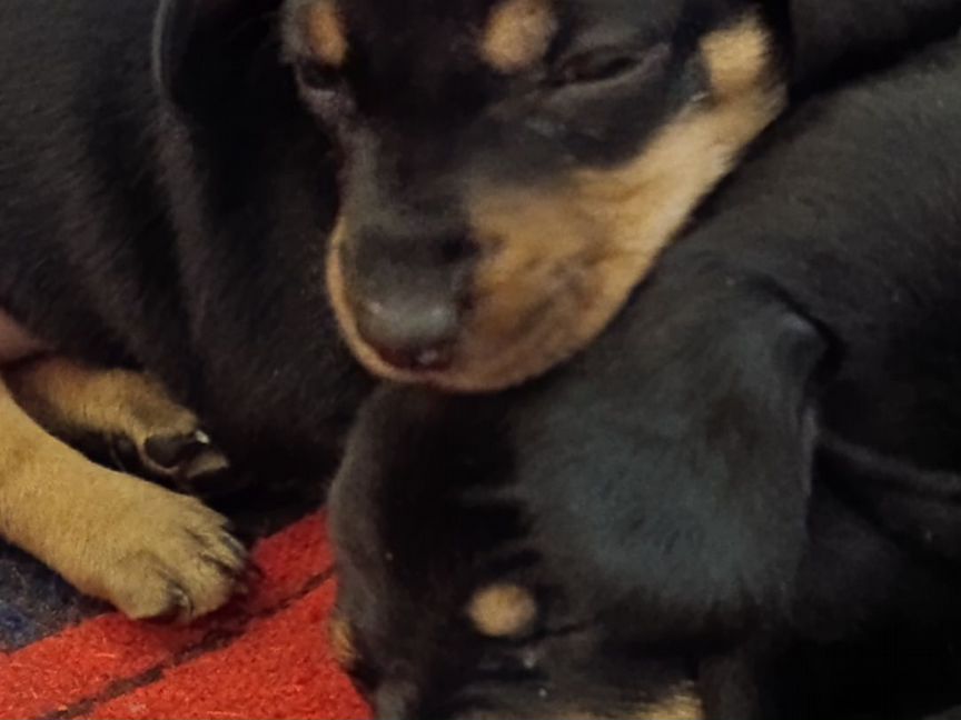 Собаки щенки