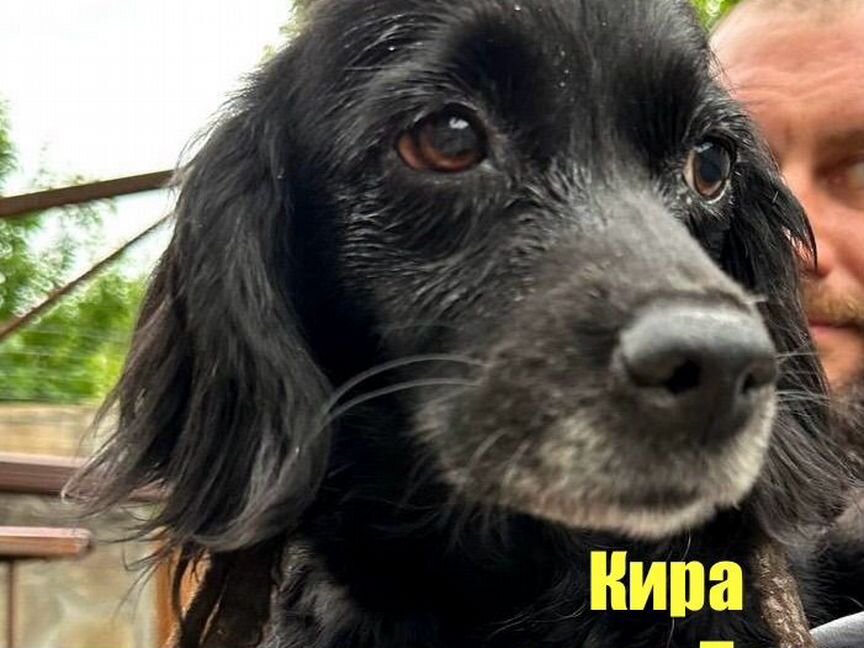 Небольшая собака в добрые руки