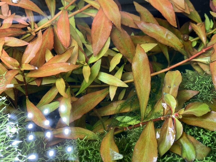 Людвигия супер ред