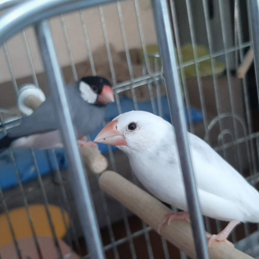 Рисовые амадины