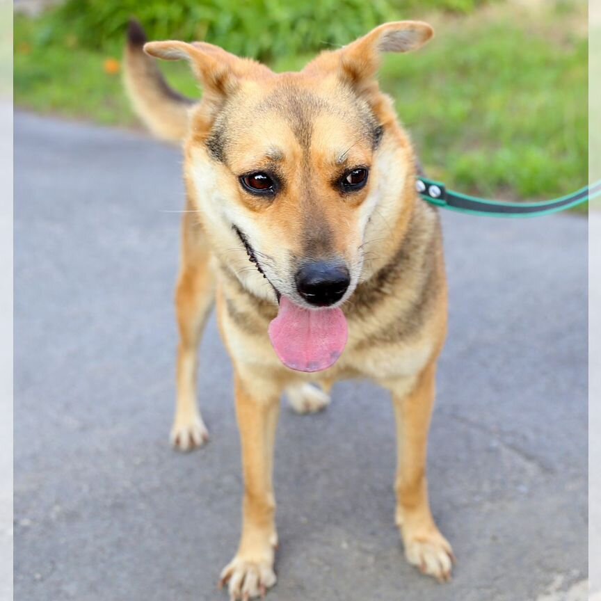 Собачка Зара ищет дом