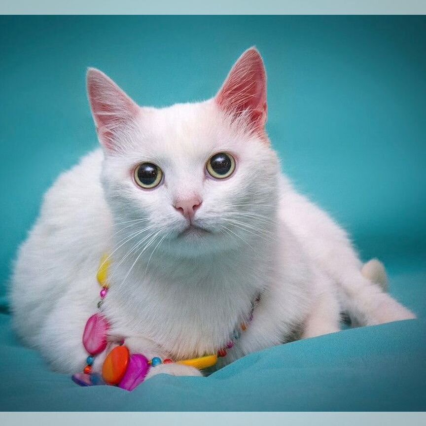 Белоснежная кошечка Одри в добрые руки