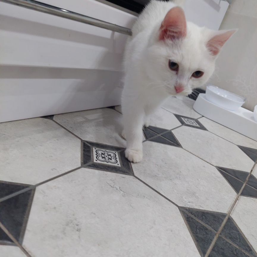 Отдам в добрые руки котёнка