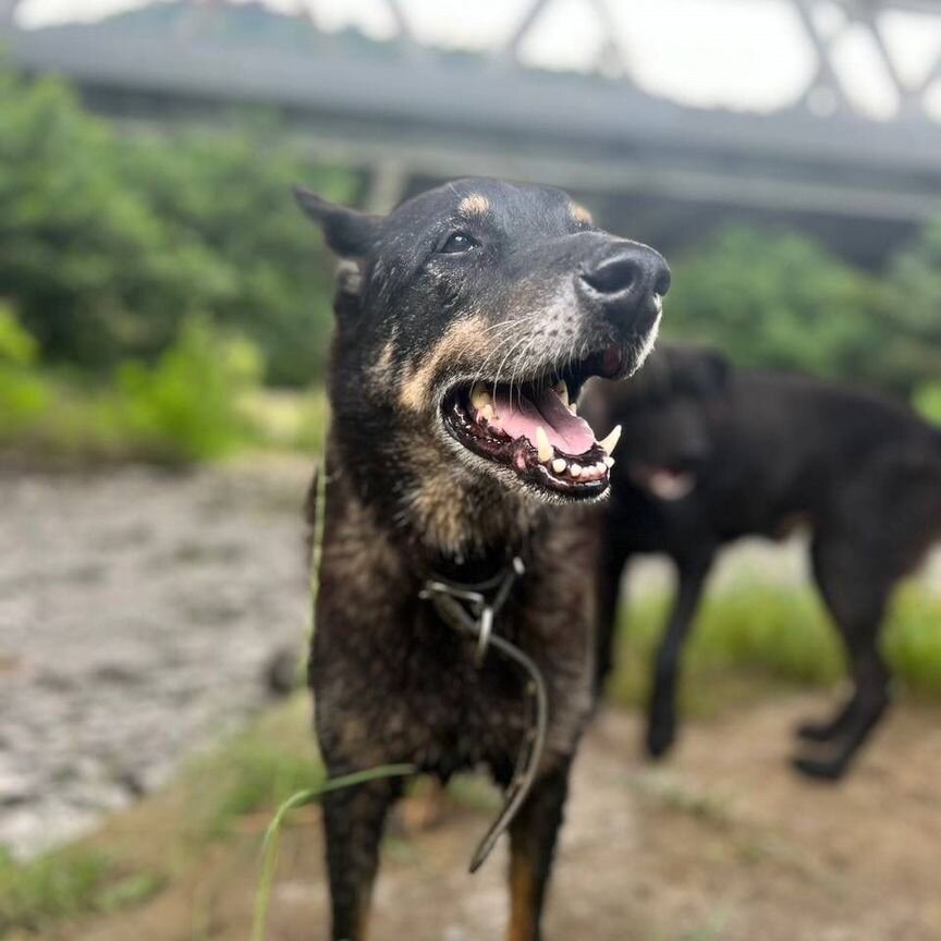 Собака в добрые руки