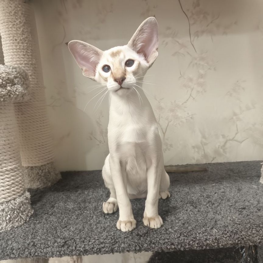 Ориентальный котёнок