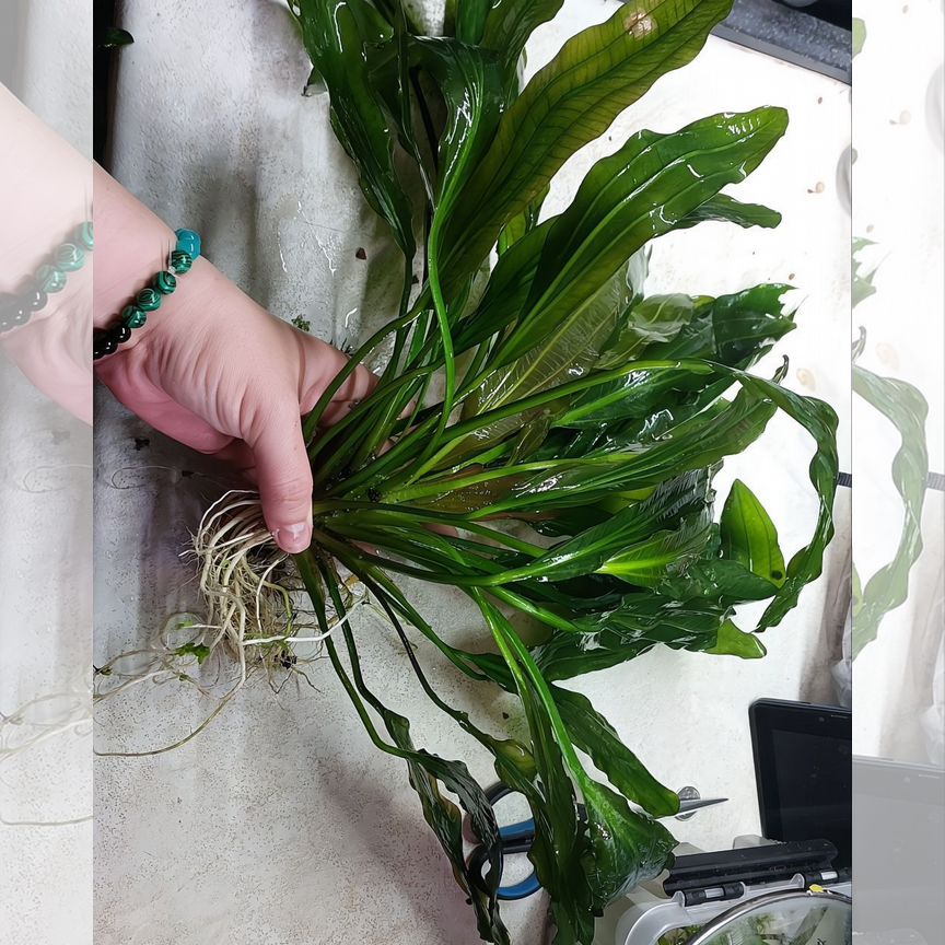 Аквариумное растение эхинодорус (большой)