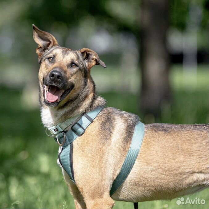 Собака В дар Спарта в добрые руки бесплатно