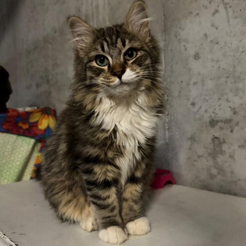 Котёнок в добрые руки