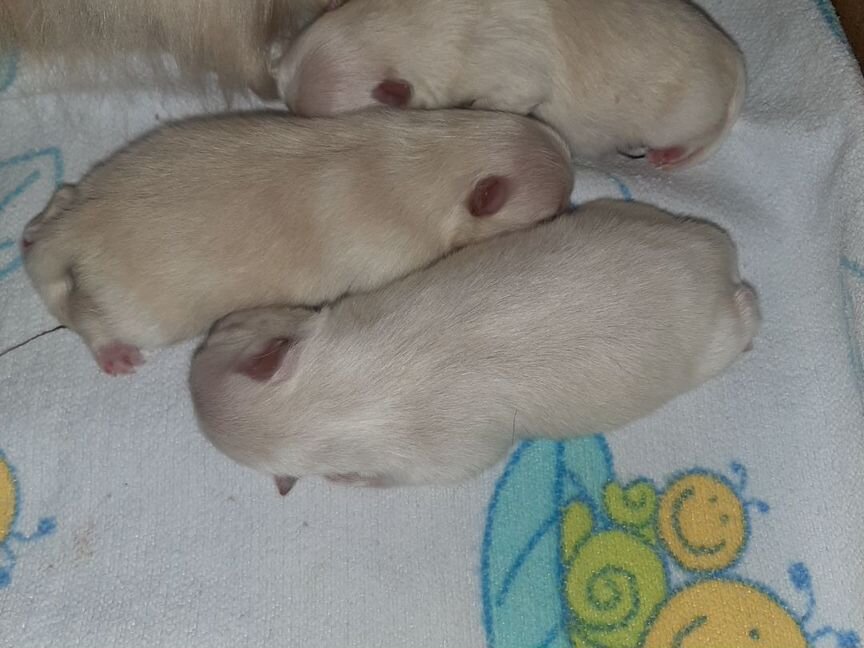 Померанский шпиц