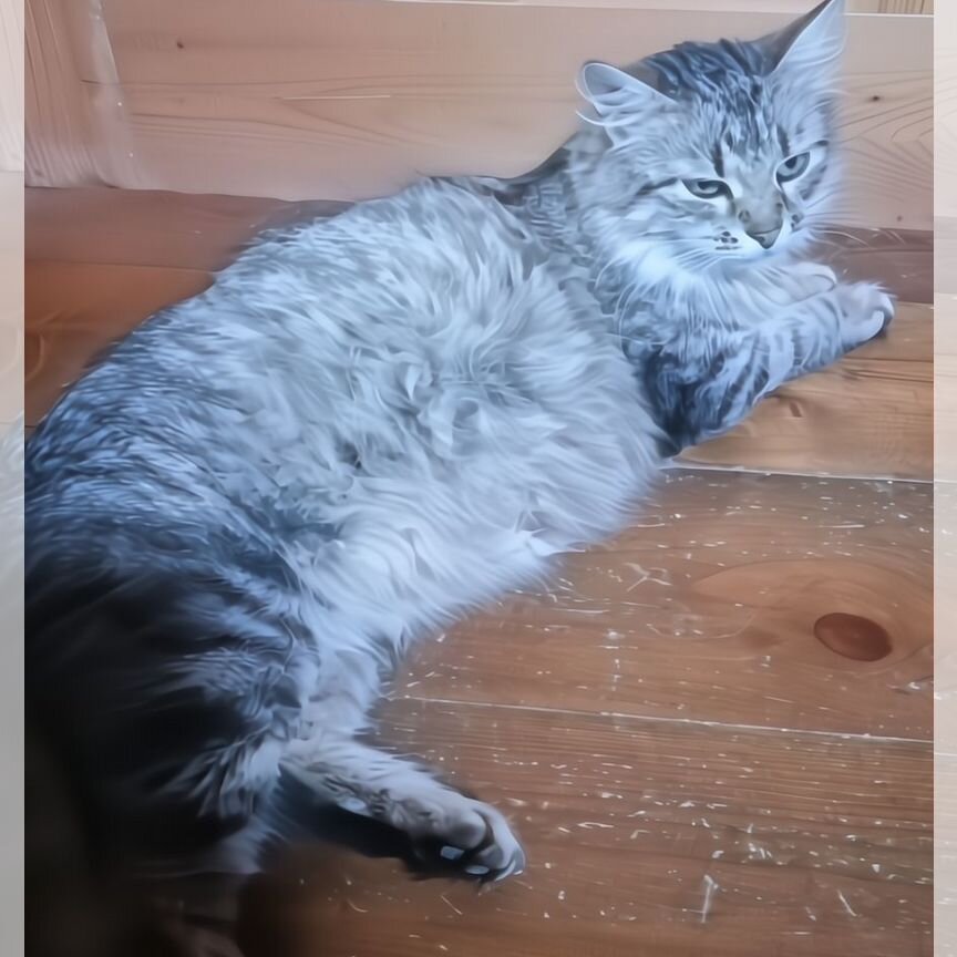 Сибирская, взрослая кошка