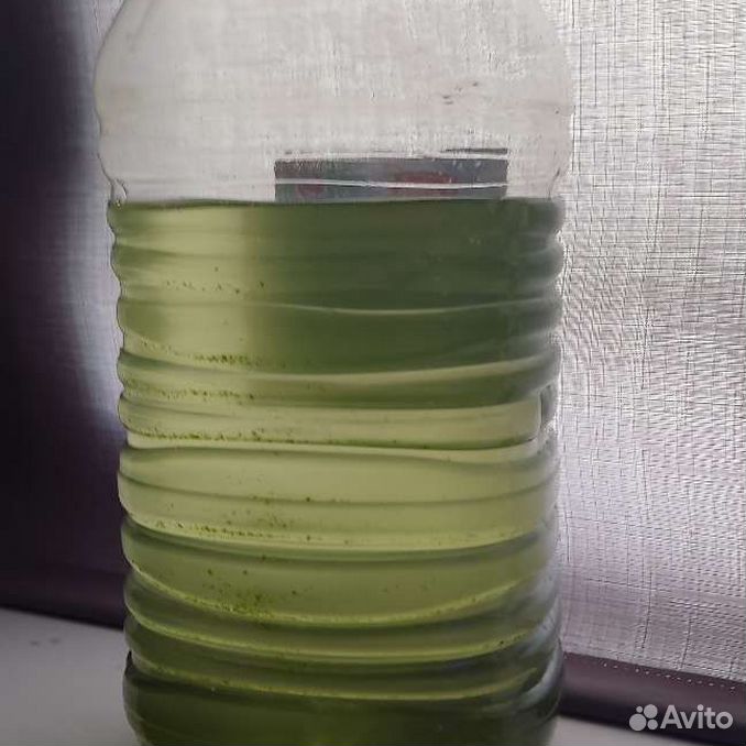 Фитопланктон