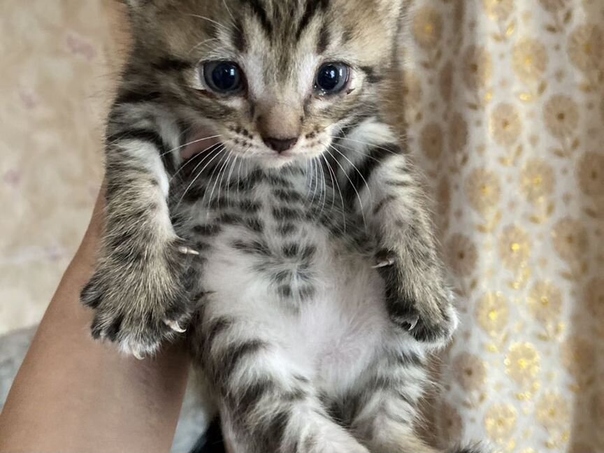 Котяда в добрые руки