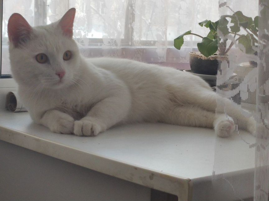 Мистер кот