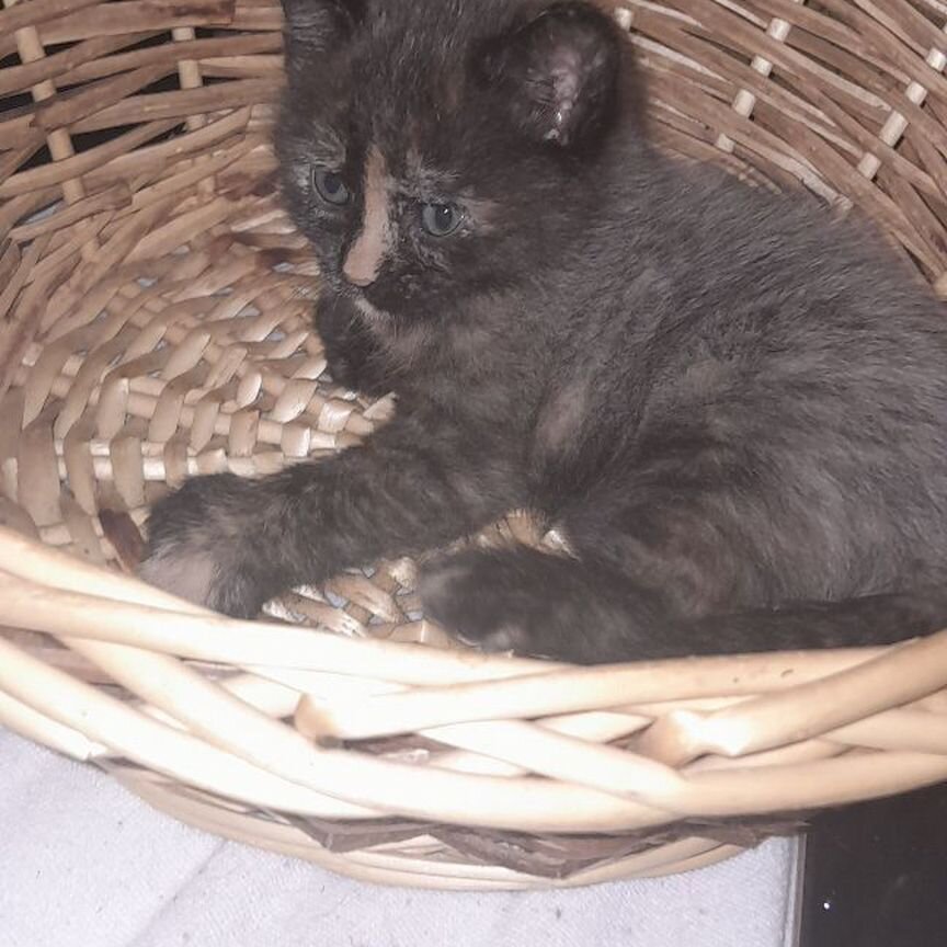 Котята Мэйн Кун и шотландской вислоухой