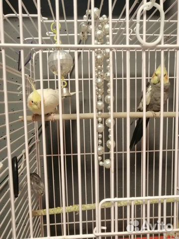 Попугай корелла девочка