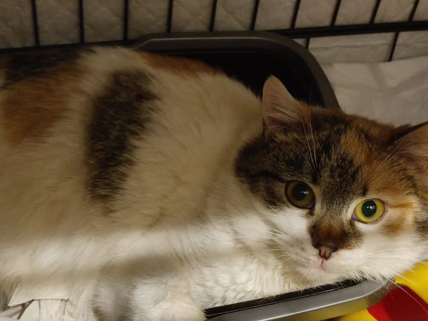 Кошка