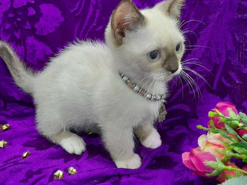 Котик манчкин