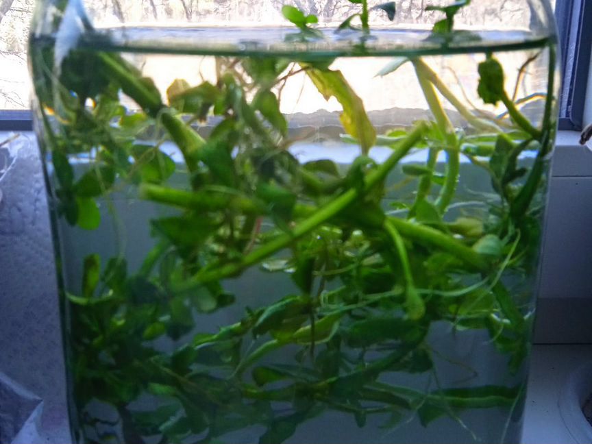 Аквариумные растения