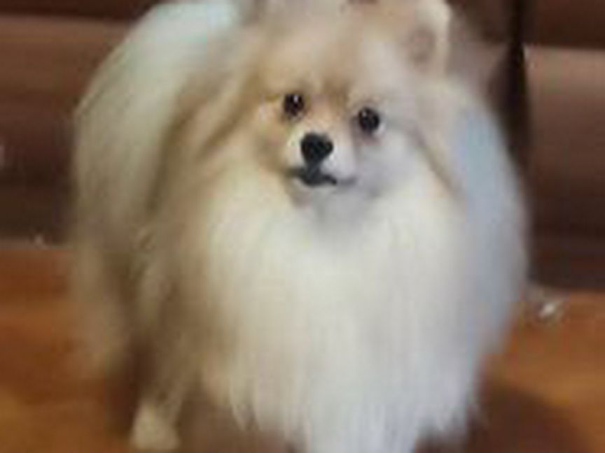 Шпиц