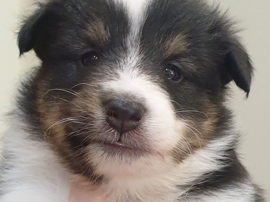 Щенок шелти