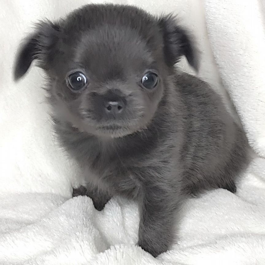 Чихуахуа, щенок