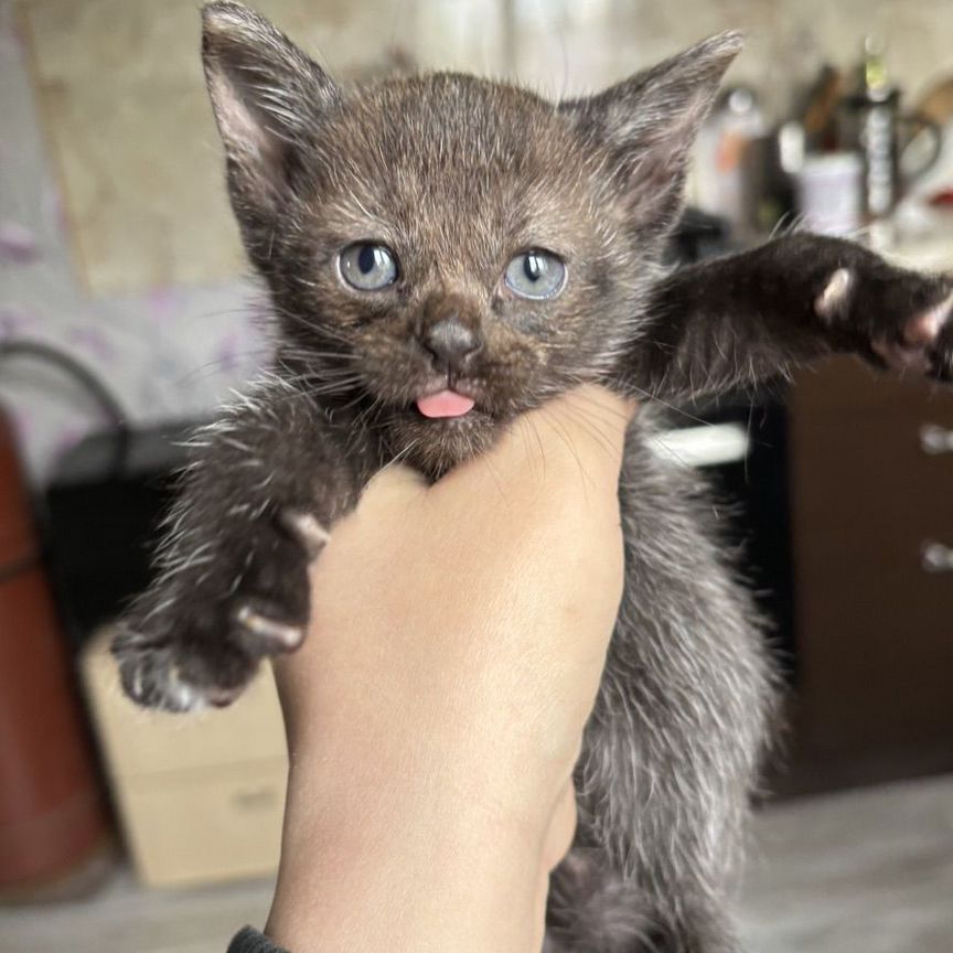Котенок в добрые руки