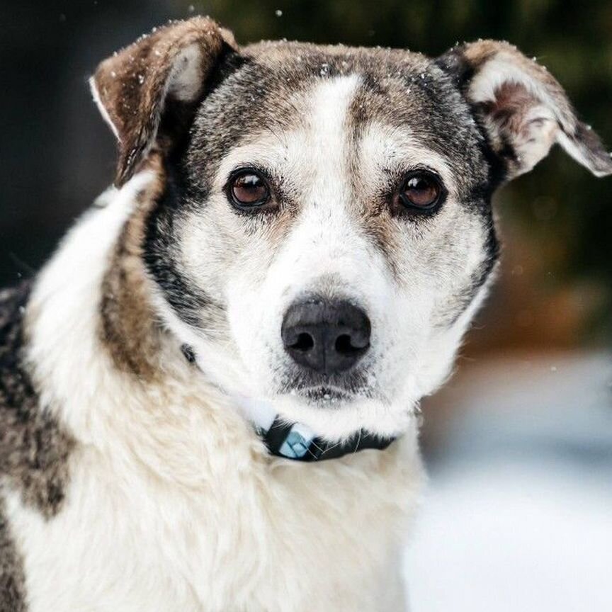 Взрослая собака в добрые руки