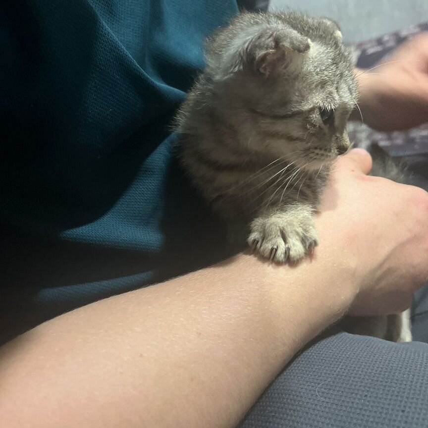 Отдам котенка в очень добрые руки