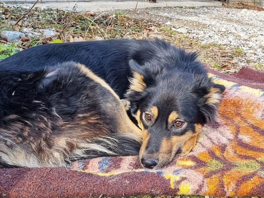 Золотая собака - умница и красавица ищет дом