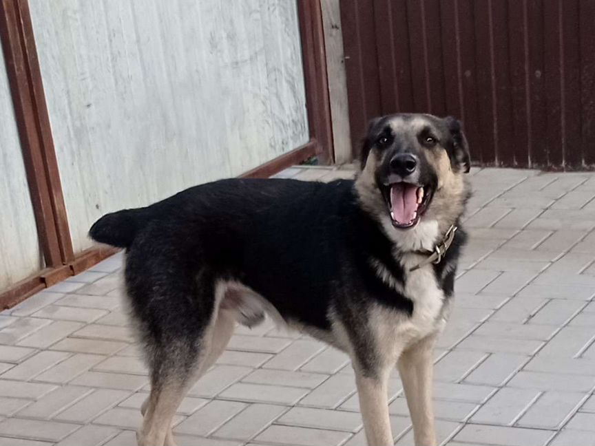 Собака пристраивается в семью