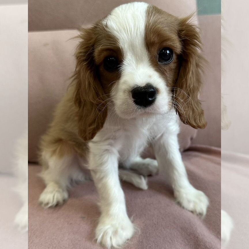 Кавалер кинг чарльз спаниель