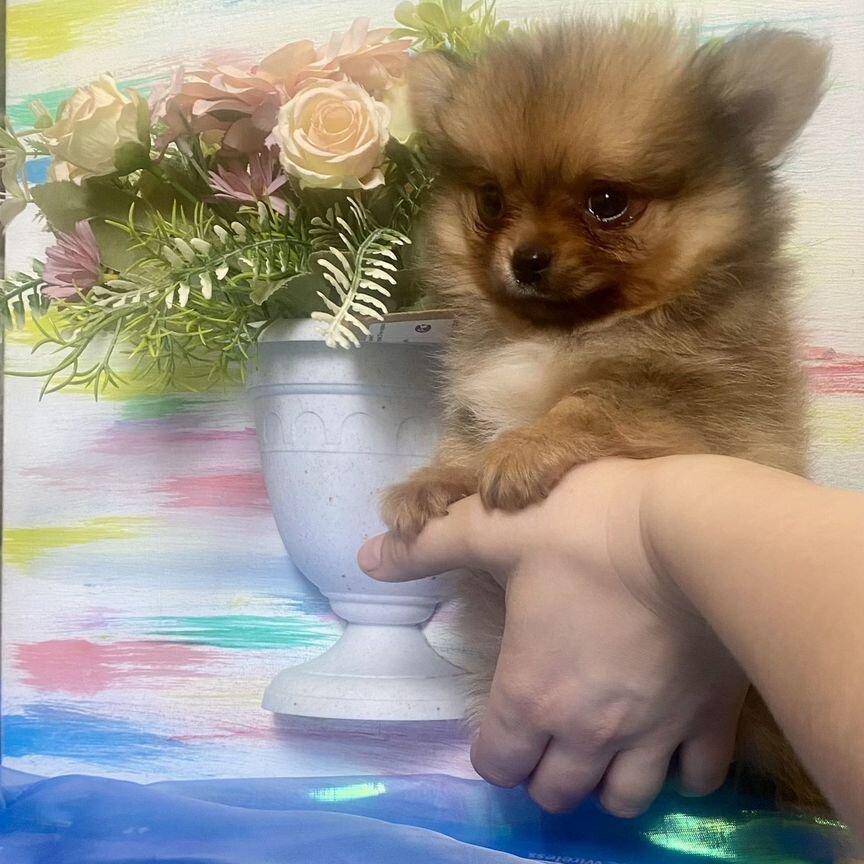 Чихуахуа, щенок