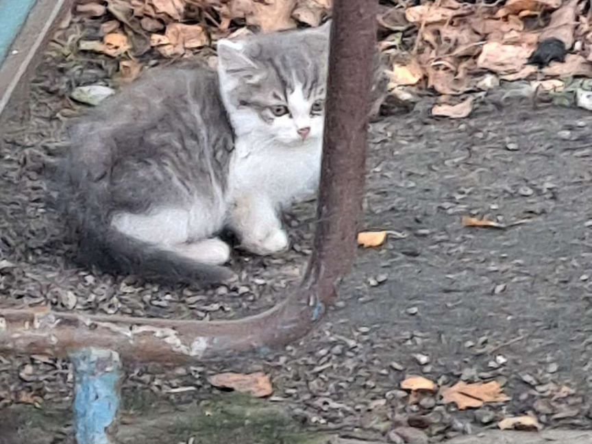 У Бусинки неделя на пристройство