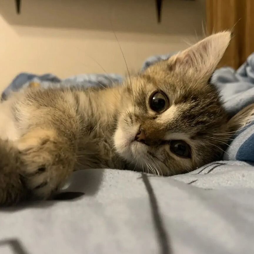 Сибирский котёнок