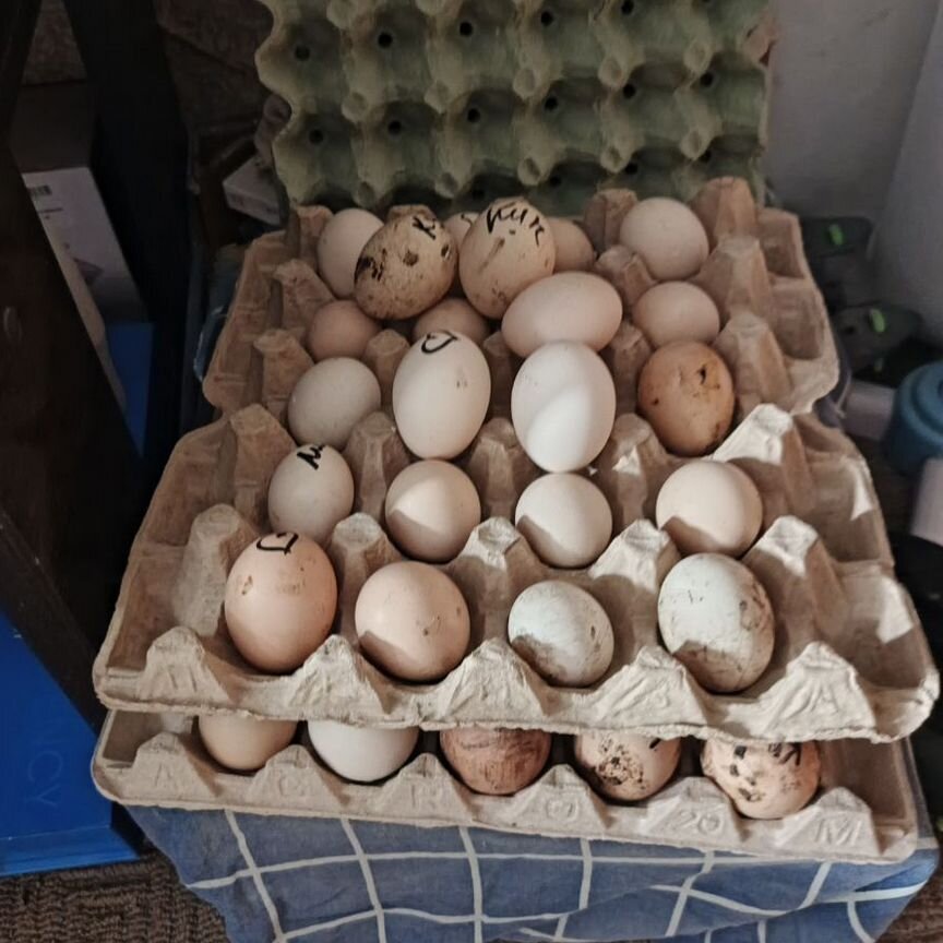 Яйцо куриное