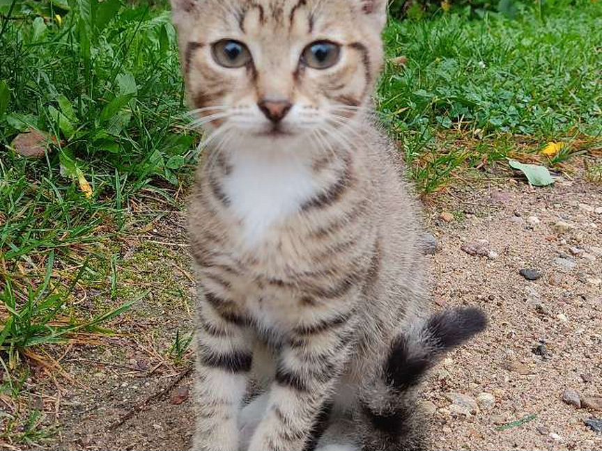 Котенок Василий