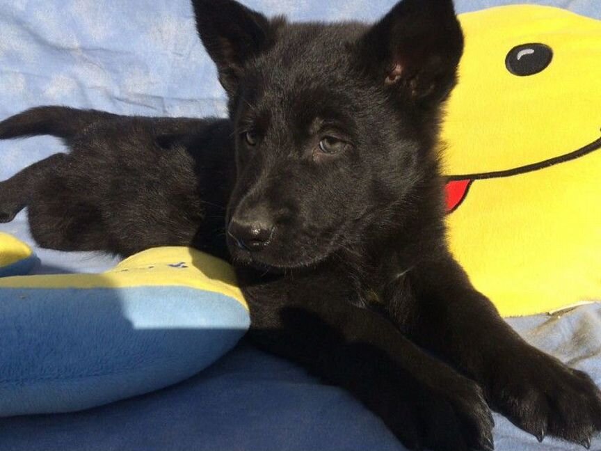 Щенки овчарок- умные, дрессированные немцы-щенки