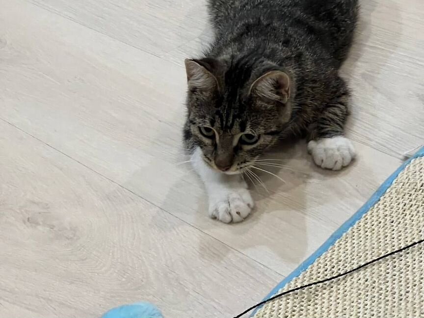 Котенок подросток ищет дом