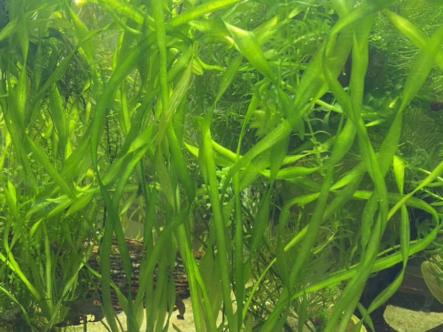 Аквариумное растение валлиснерия спиральная